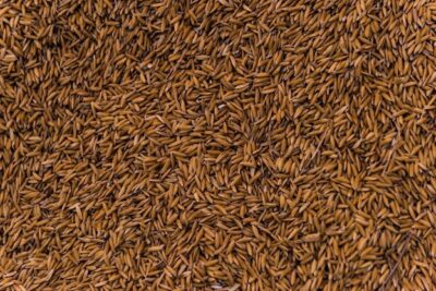 Explore the Rise of Brown Rice in Pakistan | Tajfood