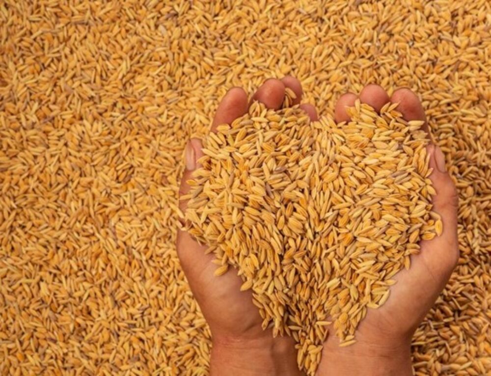 Explore the Rise of Brown Rice in Pakistan | Tajfood